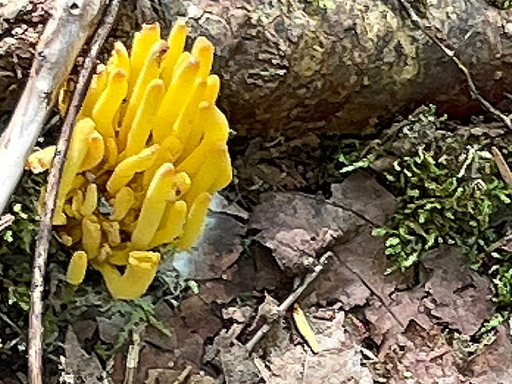 Golden Spindles | RegenAxe