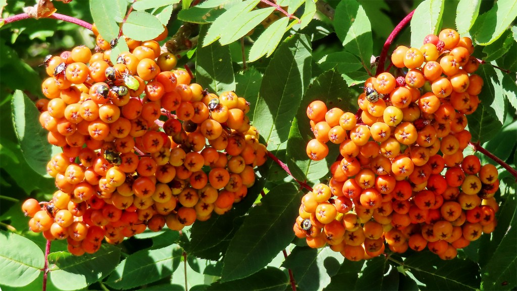 Mountain Ash | RegenAxe