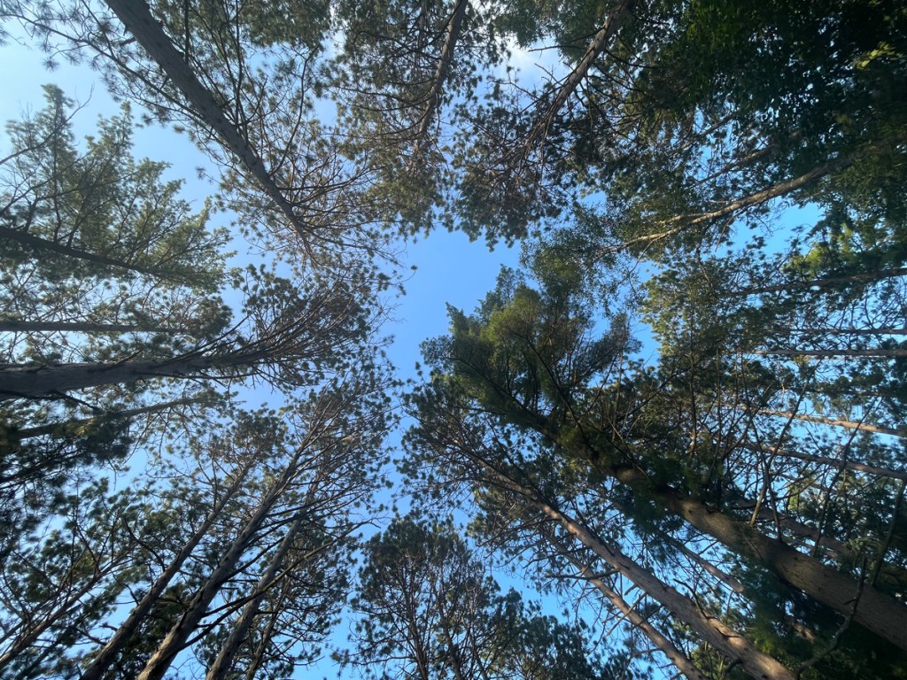 Cabin Parking Lot Trees | RegenAxe