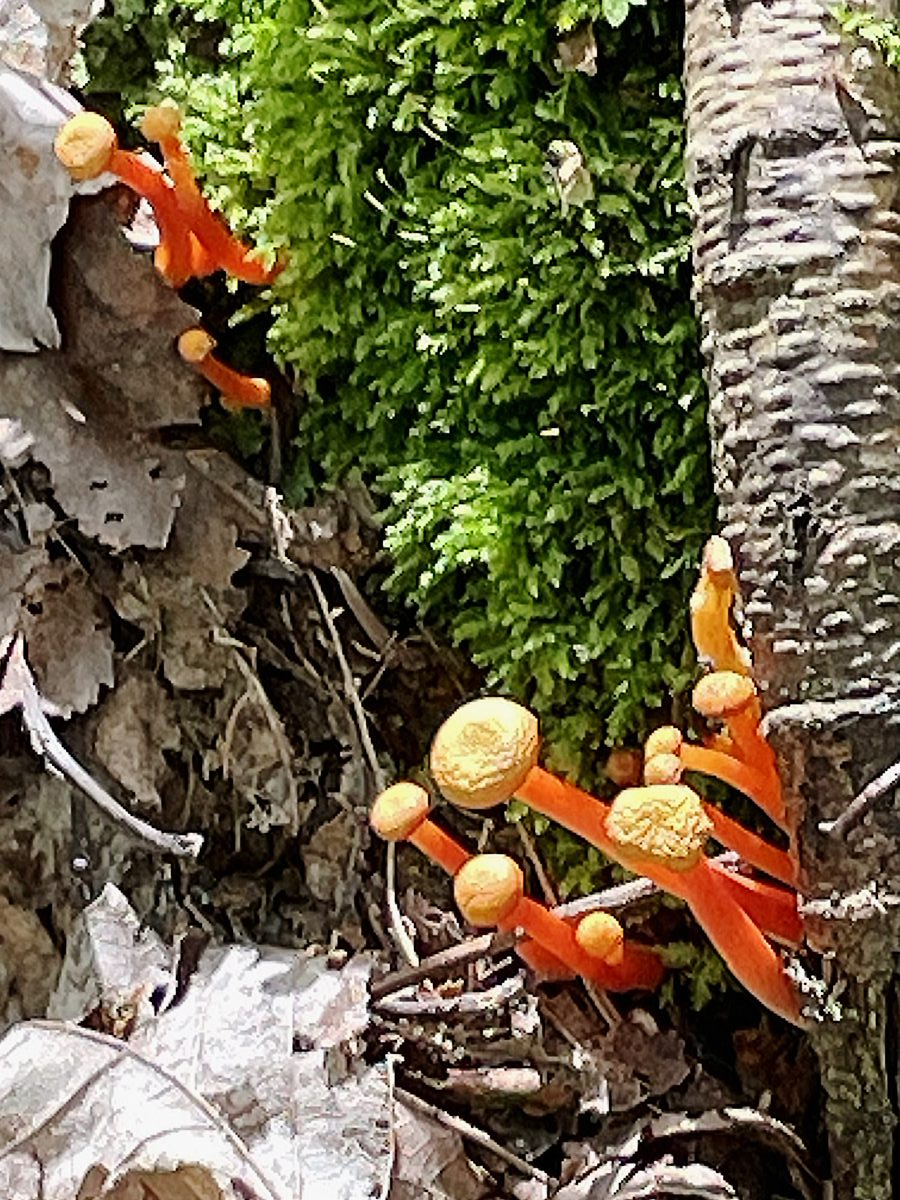 Tiny Orange Mushrooms | RegenAxe