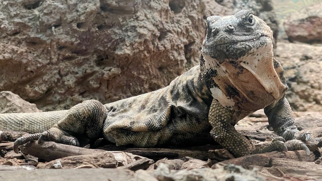 Chuckwalla | RegenAxe