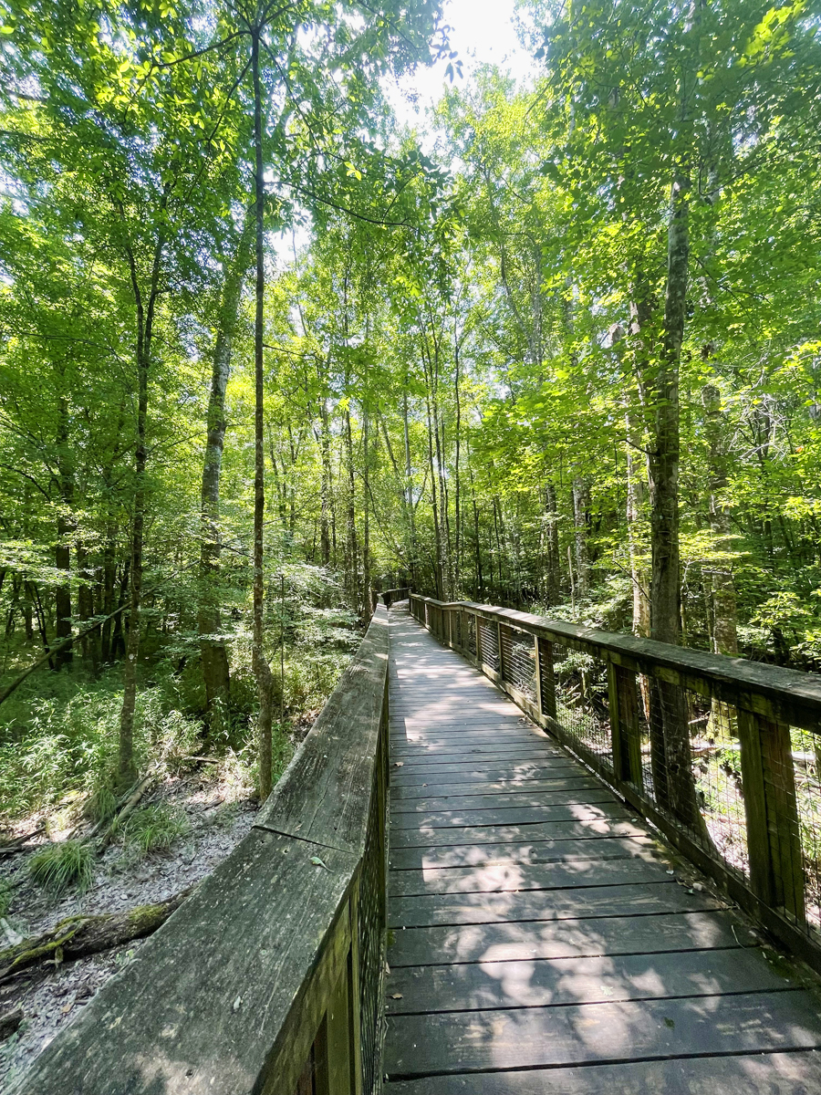 Congaree Boardwalk Trail | RegenAxe