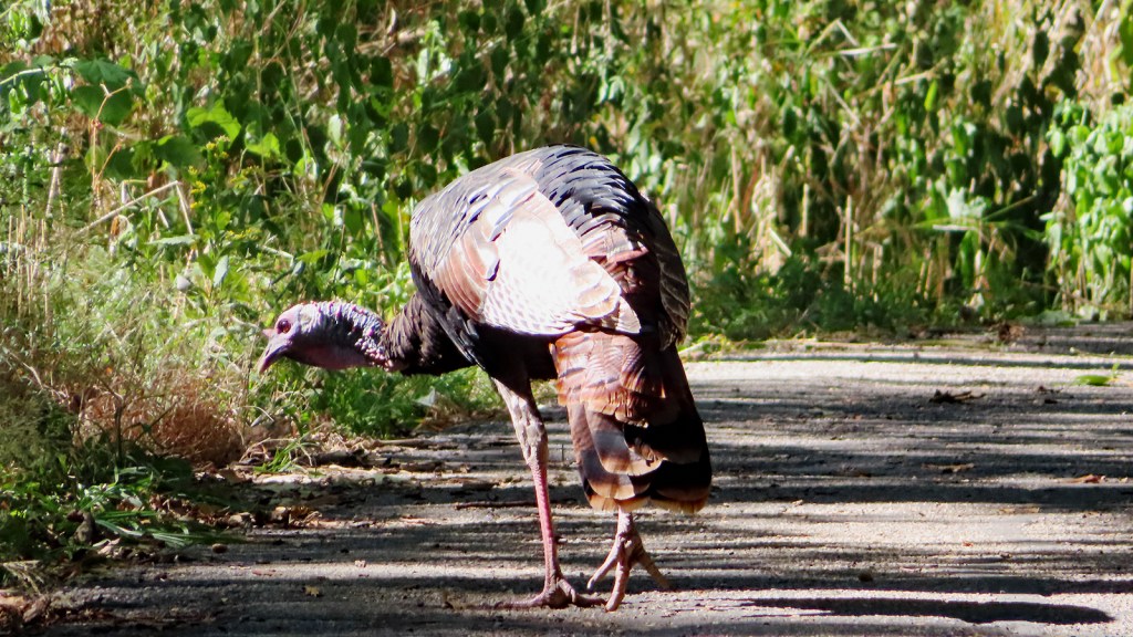 Turkey Lurkey | RegenAxe