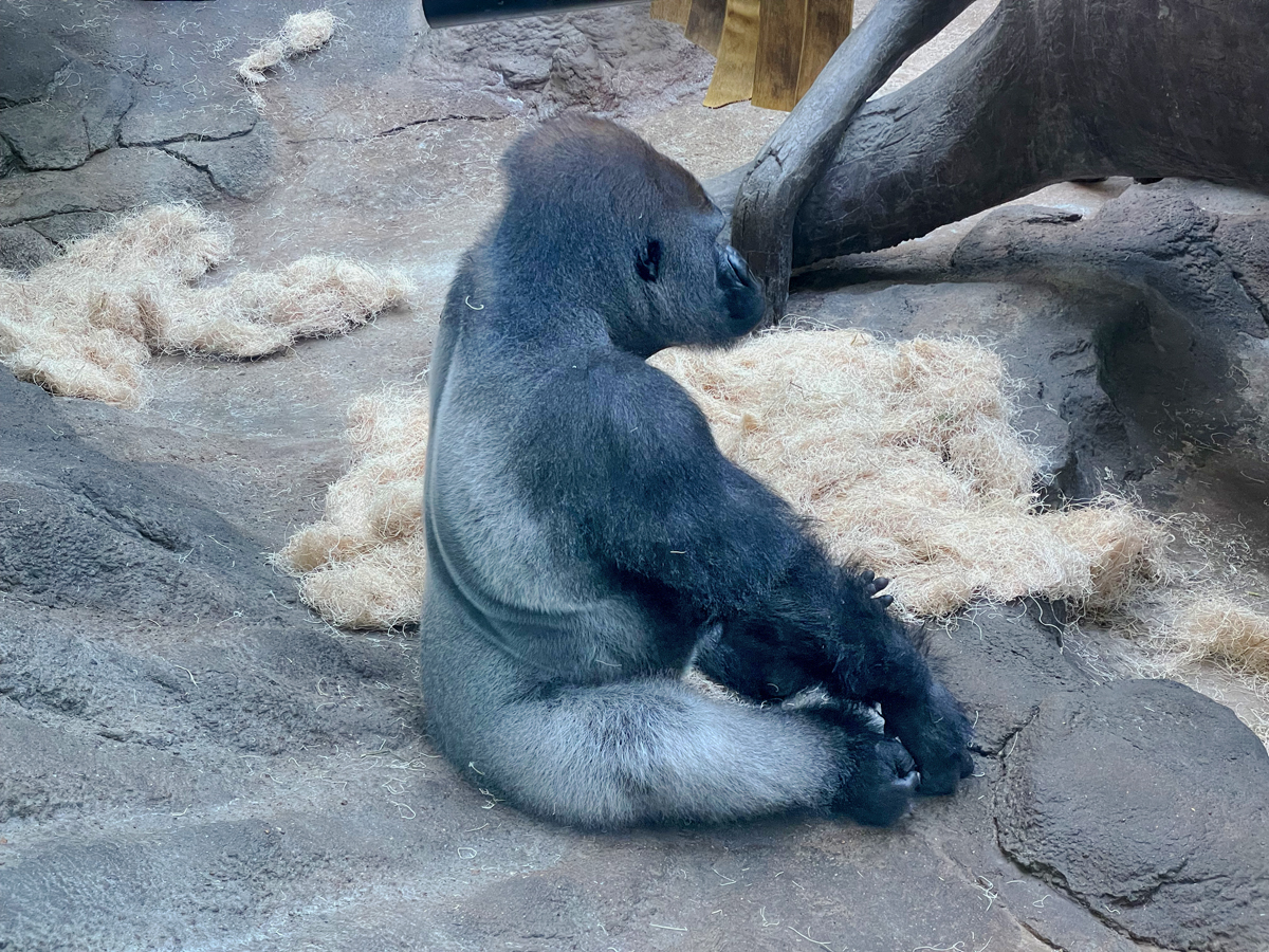 Silverback | RegenAxe