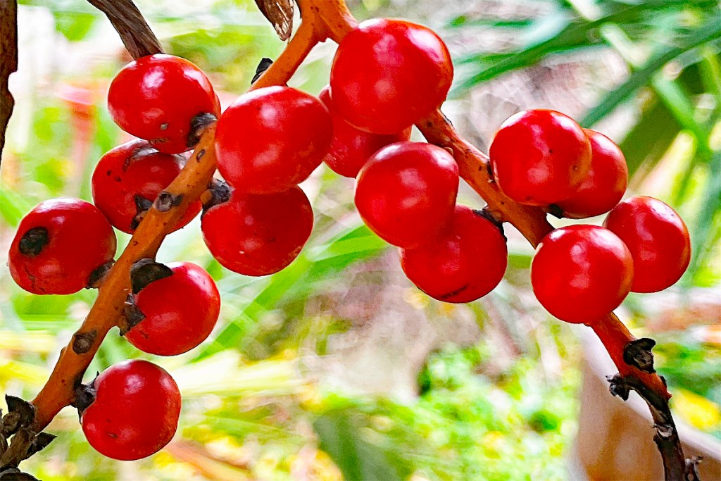 Palm Lily | RegenAxe