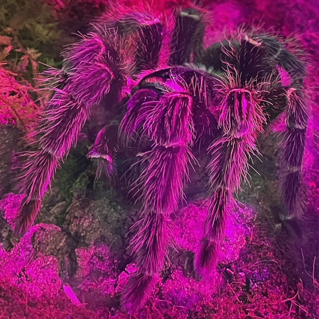 Brazilian Salmon Pink Birdeater | RegenAxe
