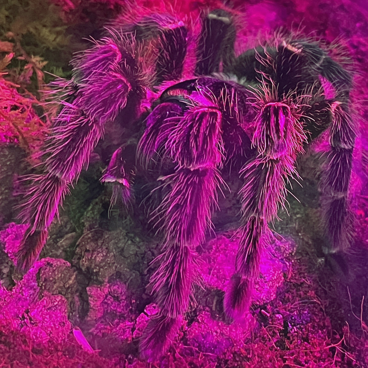 Brazilian Salmon Pink Birdeater | RegenAxe