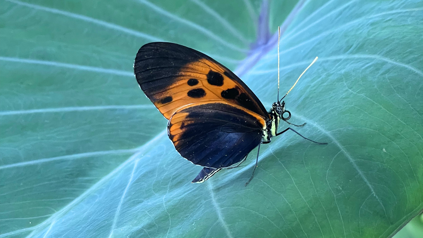 Marsaeus Tigerwing | RegenAxe