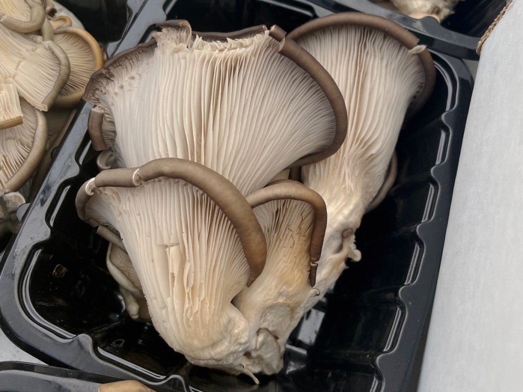 Blue Oyster (Cult) Mushrooms | RegenAxe