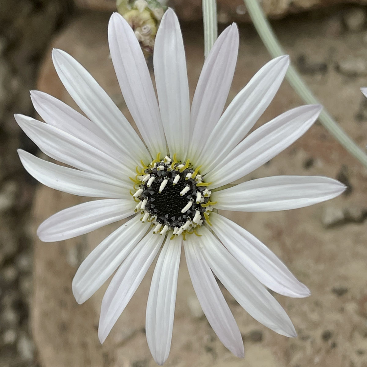 Blue-eyed African Daisy | RegenAxe