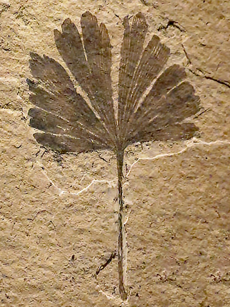 Ginkgo Leaf Fossil | RegenAxe