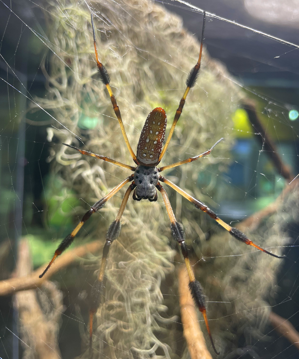 Golden Orb Spider | RegenAxe