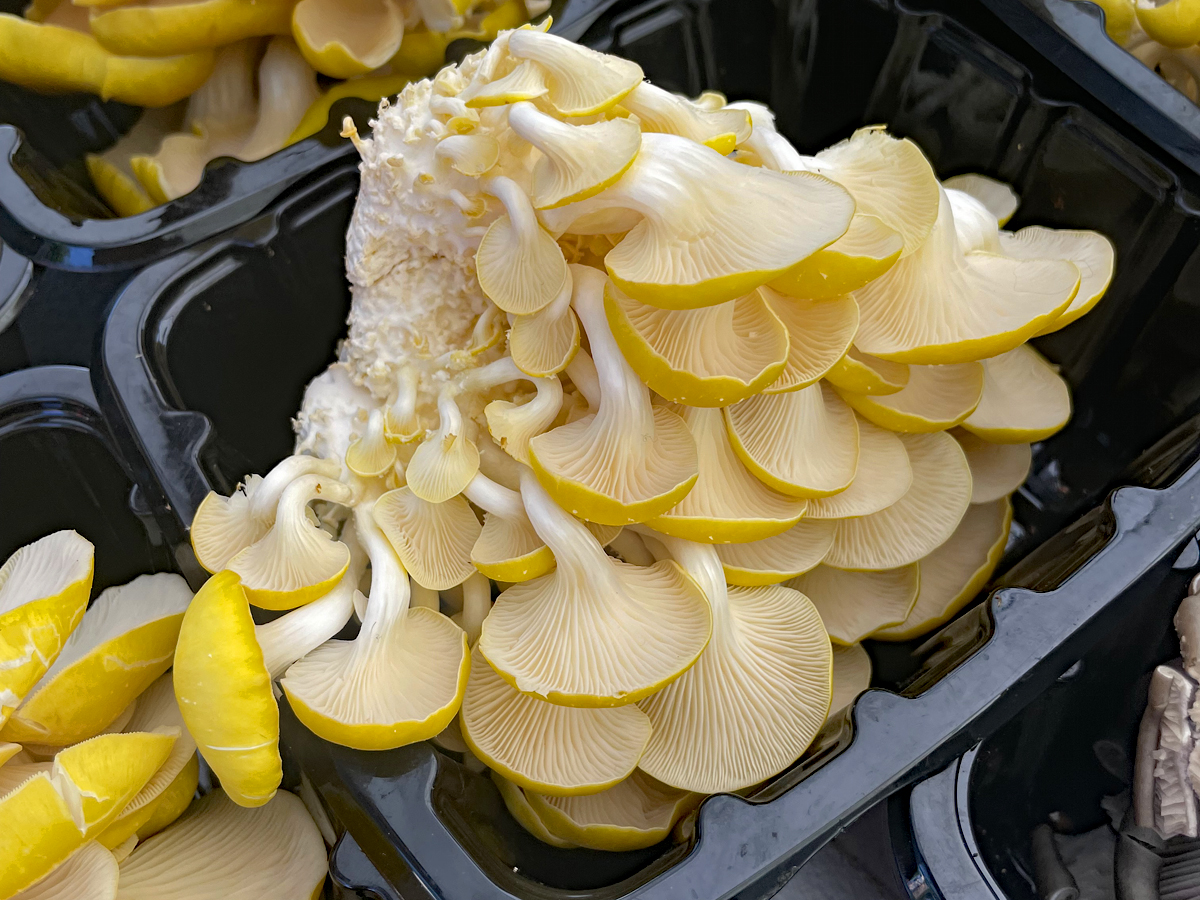 Golden Oyster Mushrooms | RegenAxe