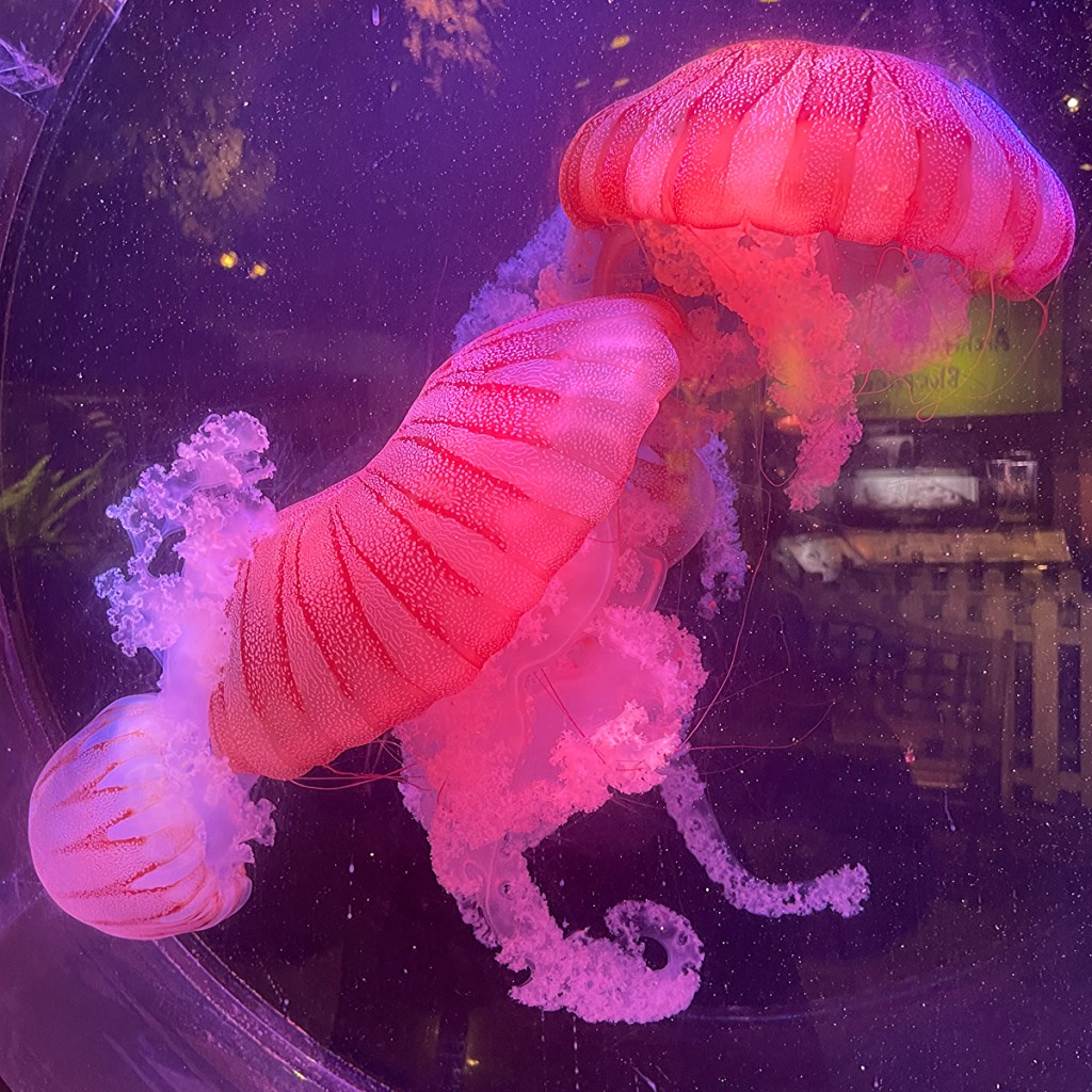 Sea Nettles | RegenAxe