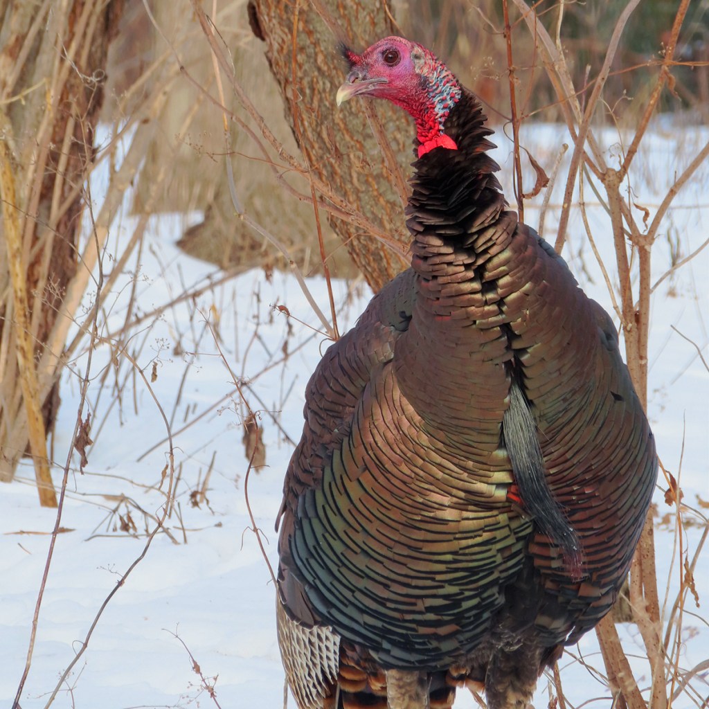 Tom Turkey | RegenAxe