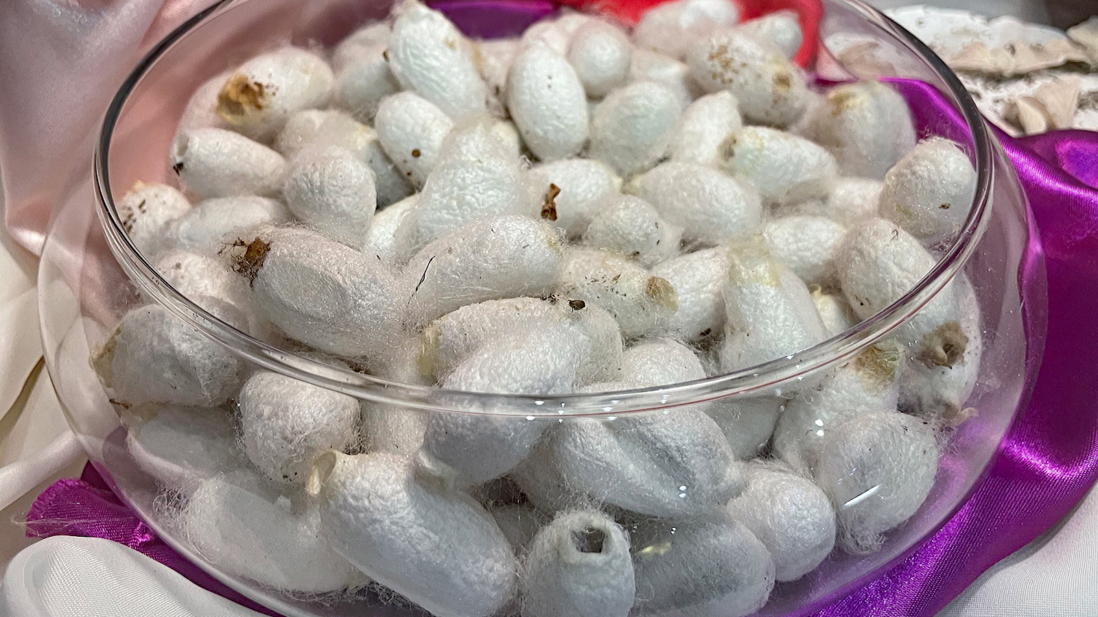 Silkworm Cocoons | RegenAxe