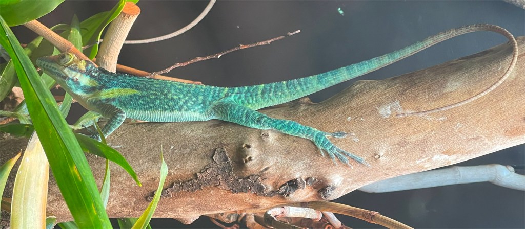 Smallwood’s Anole | RegenAxe