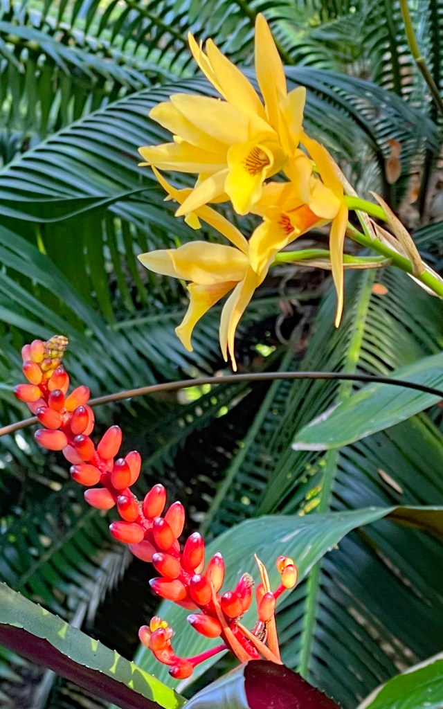 Tropical Flowers | RegenAxe