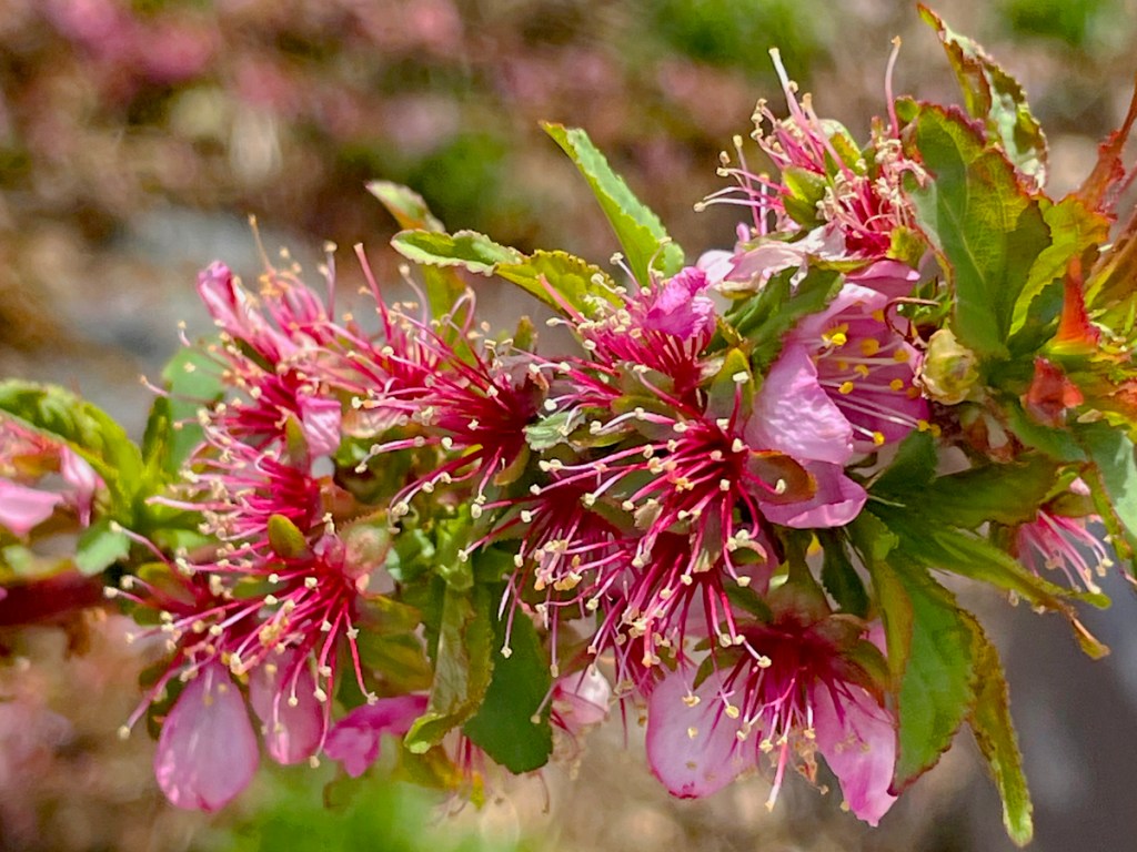 Afghan Cherry Blossoms | RegenAxe