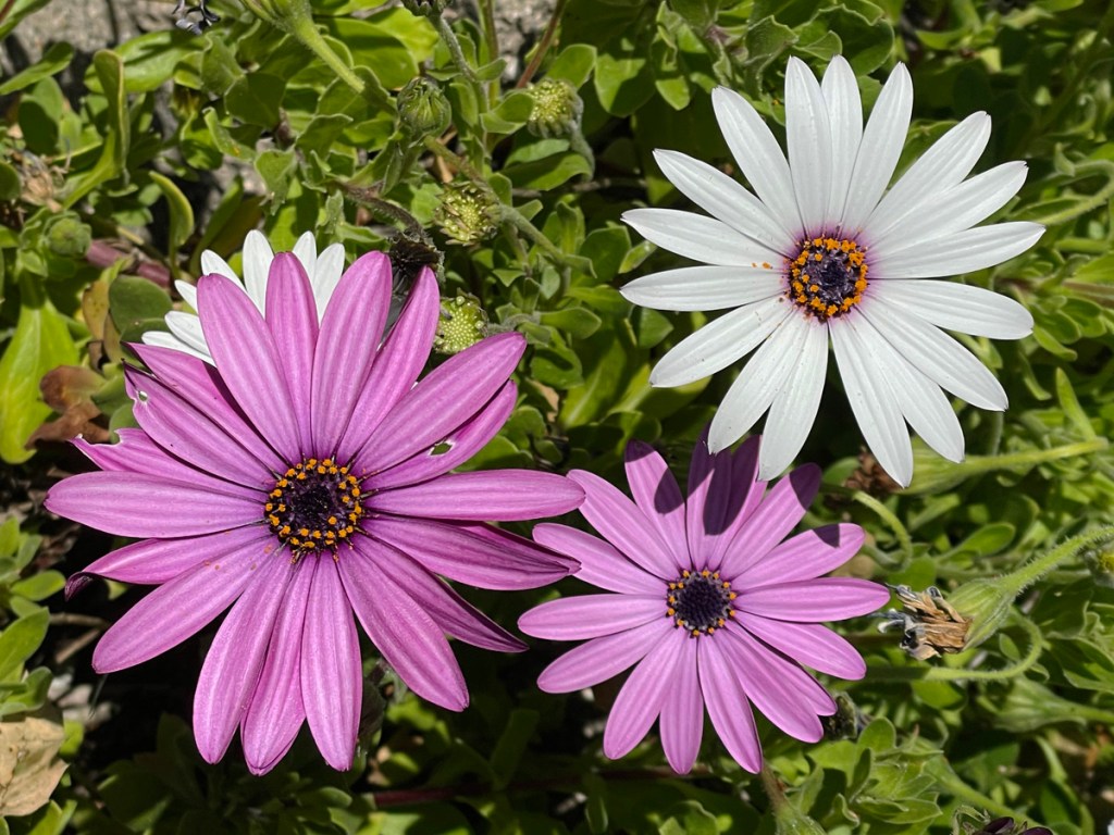 Senior Care | RegenAxe