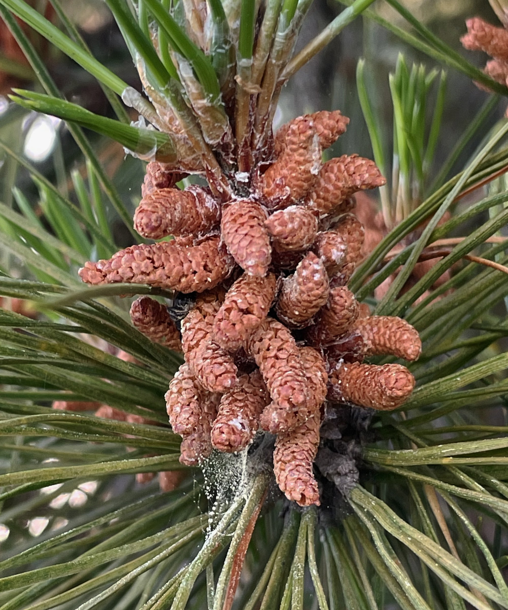 Austrian Pine | RegenAxe