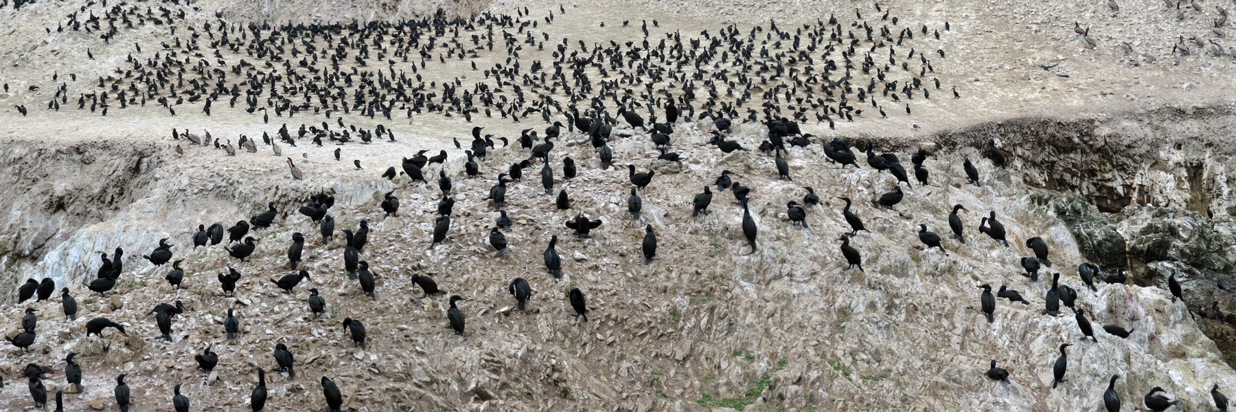 Cormorant Rookery on Bird Island | RegenAxe