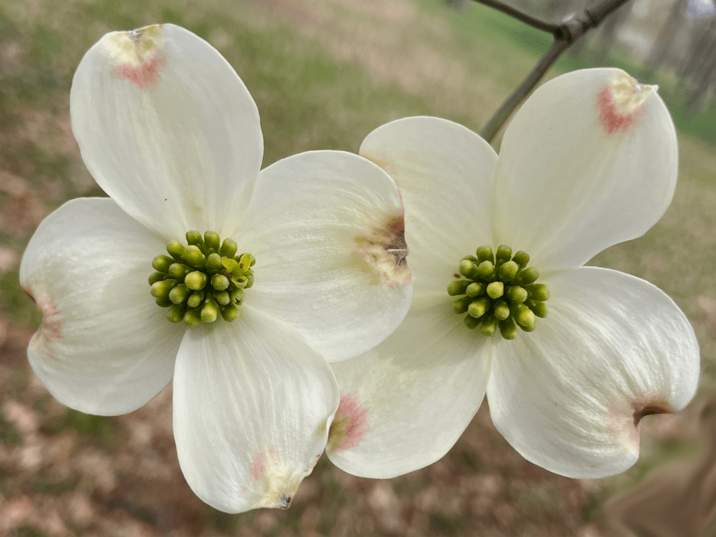Dogwood Blooms | RegenAxe