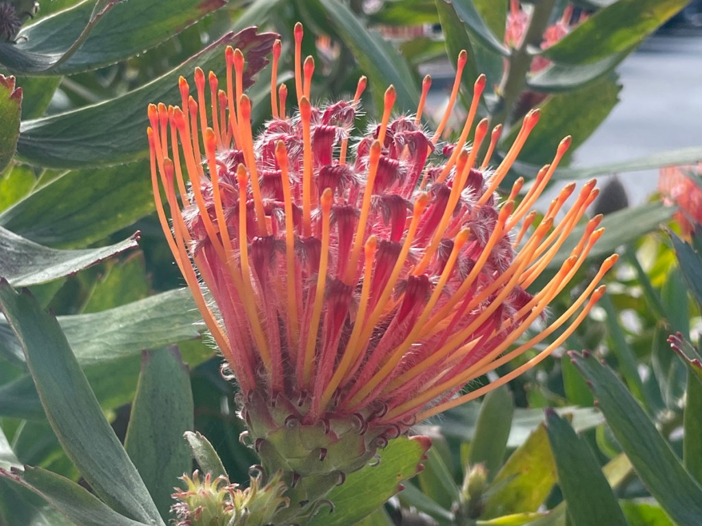 Ornamental Pincushion | RegenAxe