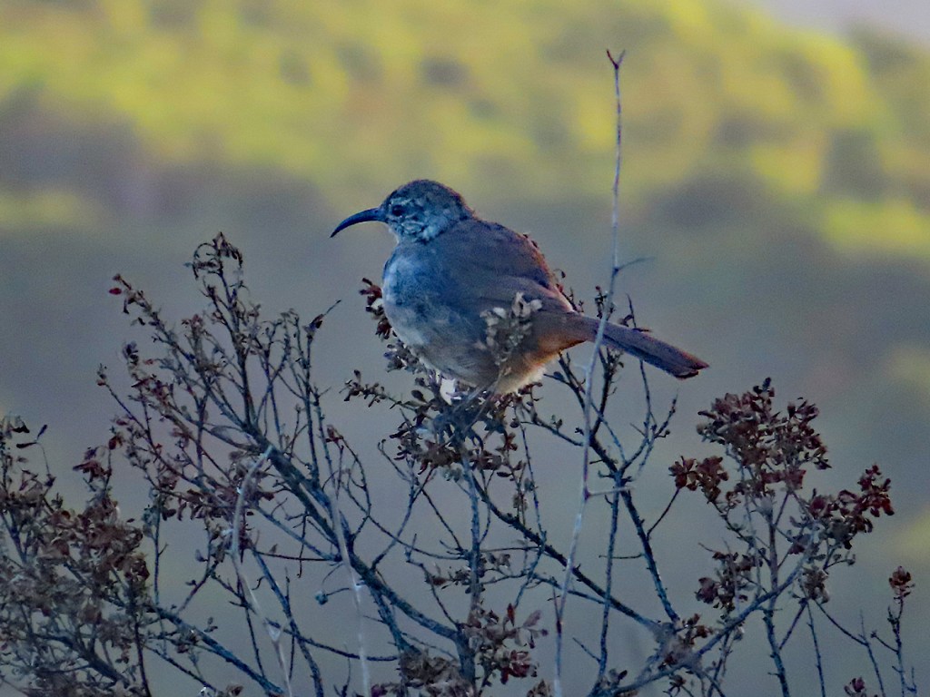 California Thrasher | RegenAxe