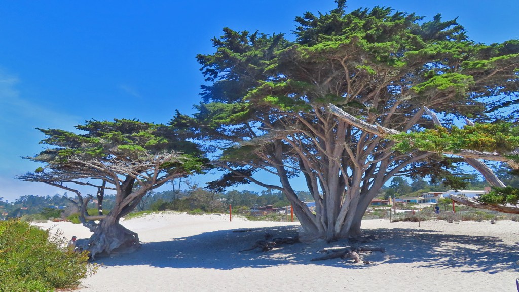 Weekend Update | RegenAxe