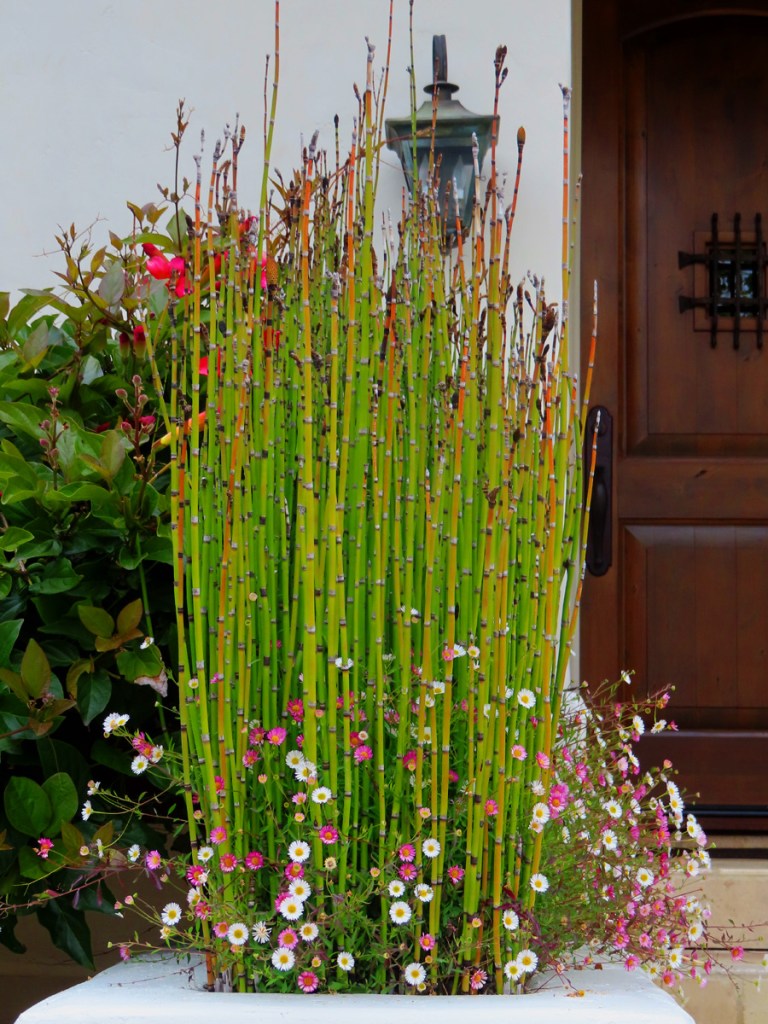 Horsetails and Rhodanthe | RegenAxe