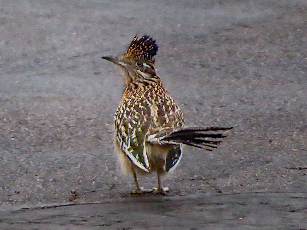 Dark Winds | RegenAxe