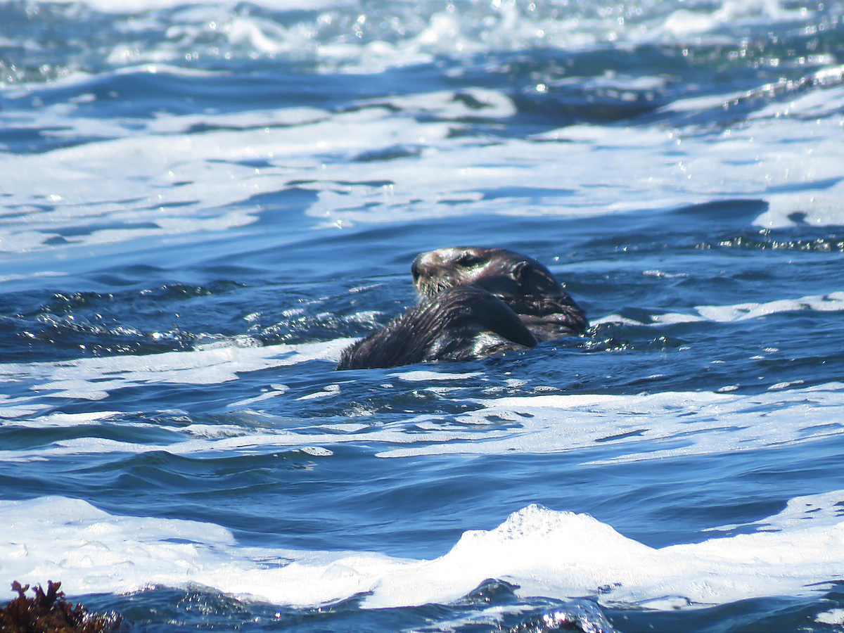 Sea Otter in the Surf at Asilomar | RegenAxe