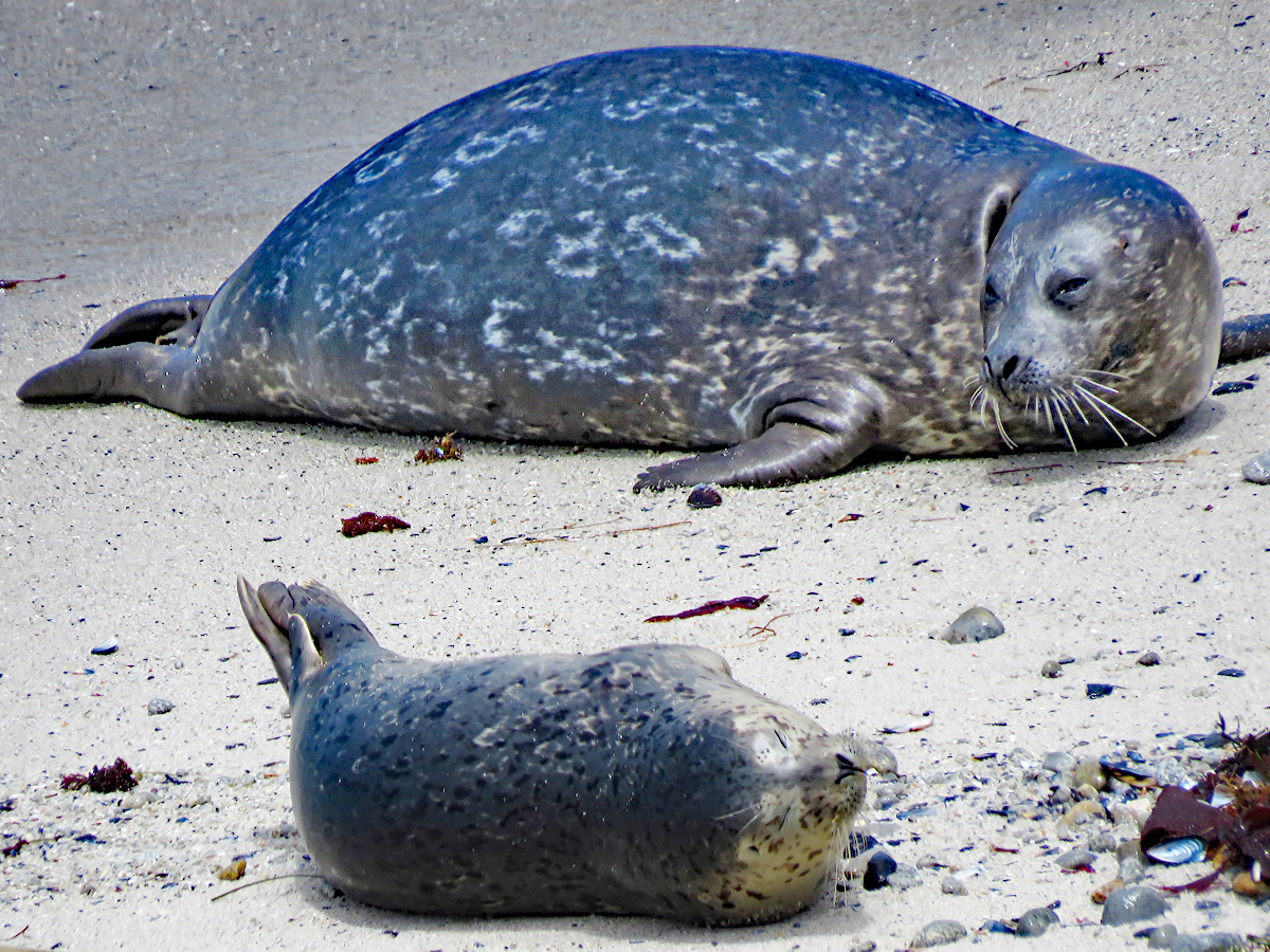 Last Harbor Seal Pup of the Season | RegenAxe