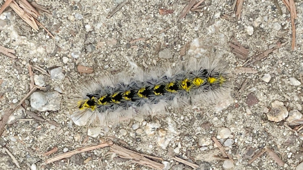 Tiger Moth Caterpillar | RegenAxe