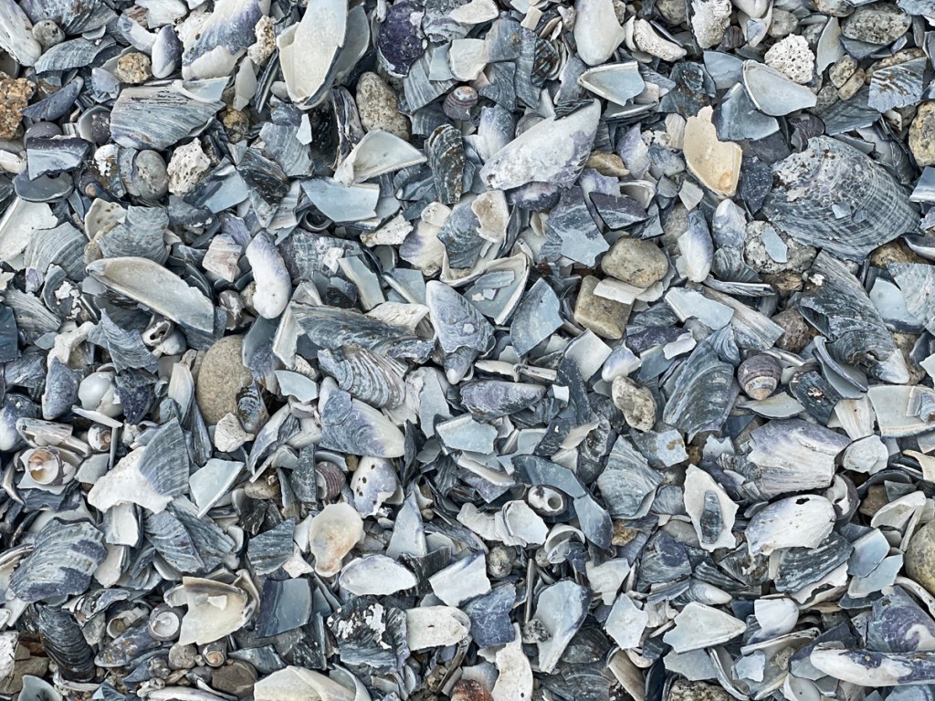 Seashells | RegenAxe