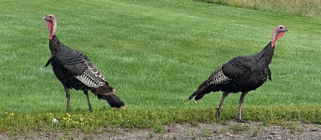 Two Tom Turkeys | RegenAxe