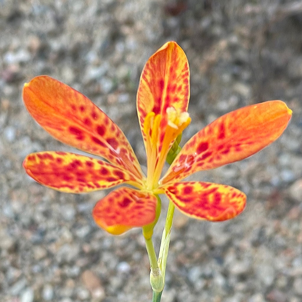 Blackberry Lily | RegenAxe
