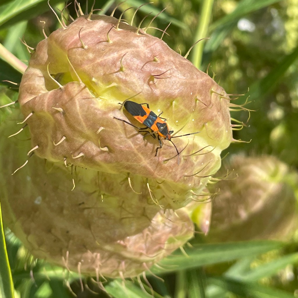 Large Milkweed Bug | RegenAxe