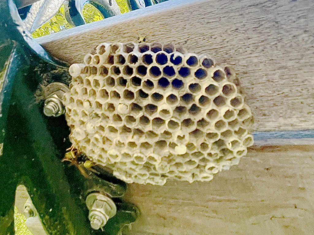 Paper Wasps | RegenAxe