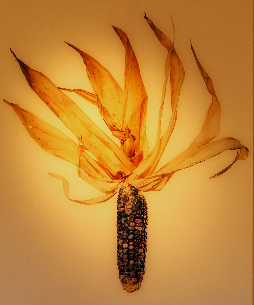 Purple Maize, Megan Singleton | RegenAxe