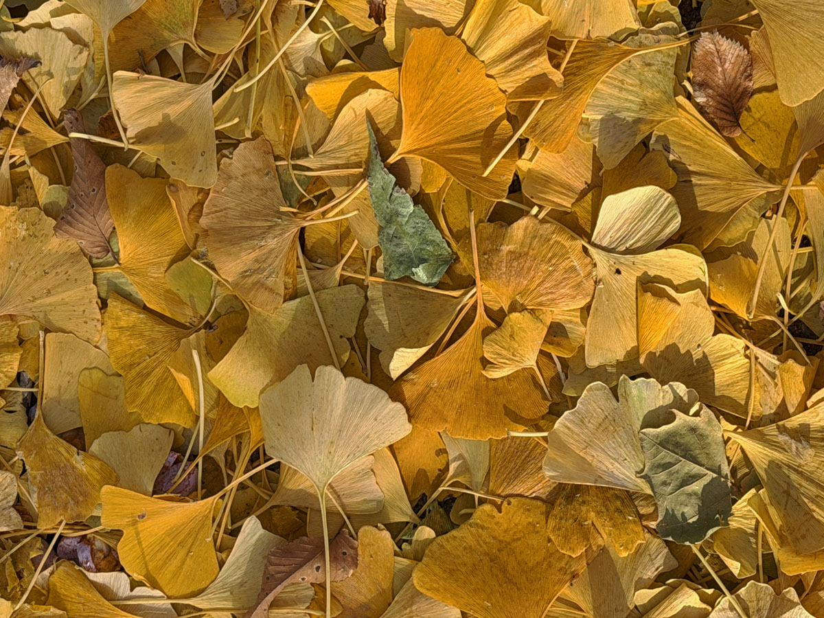 Ginkgo Leaves | RegenAxe