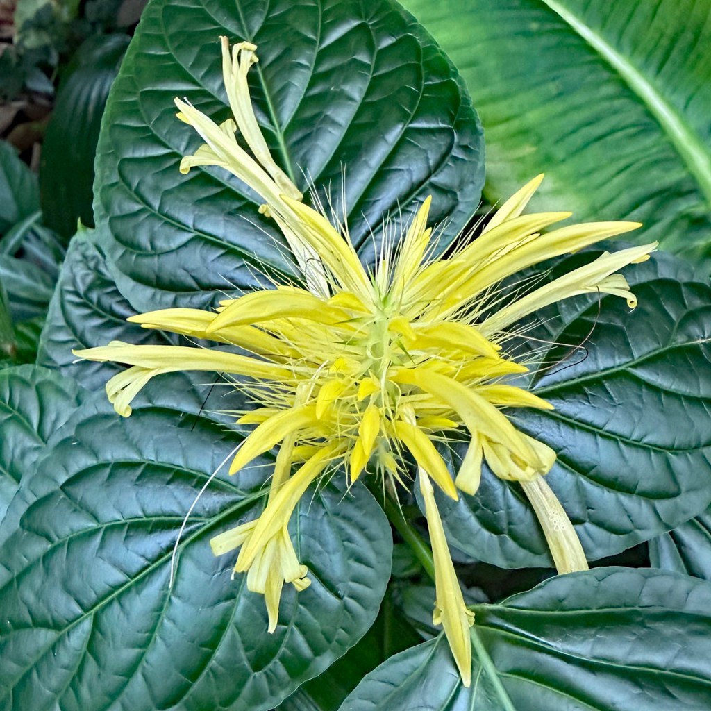 Golden Plume | RegenAxe